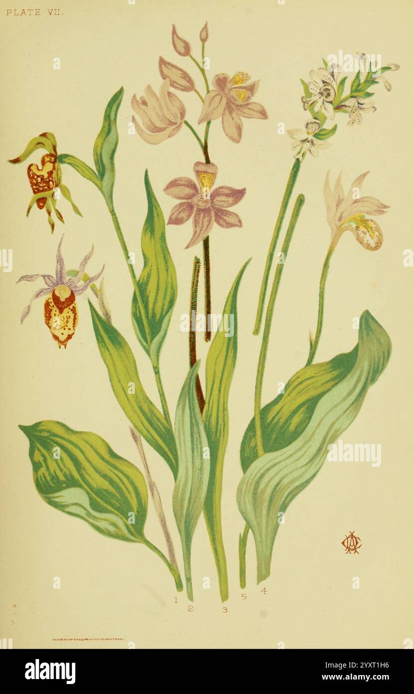 Additional orchids hi-res stock photography and images - Alamy
