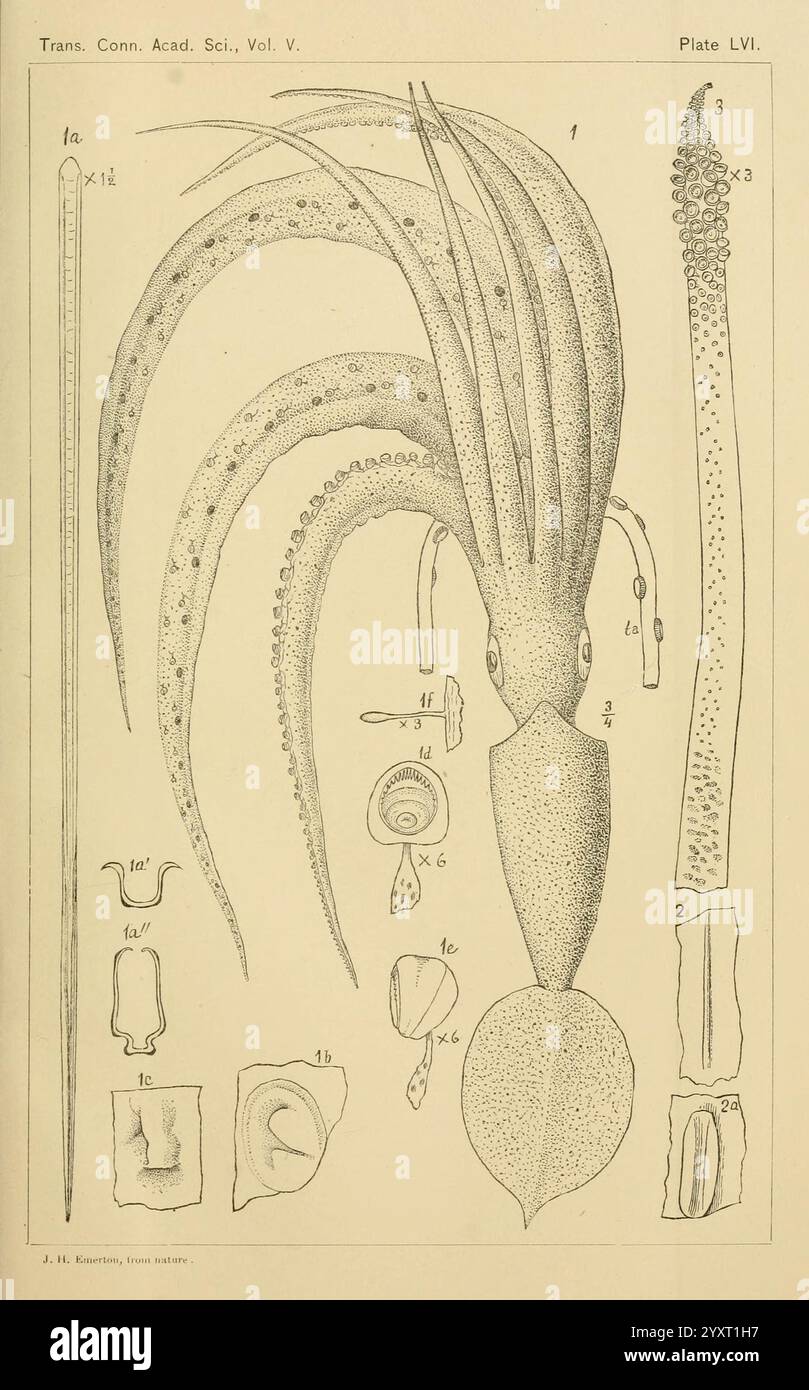 The cephalopods of the north-eastern coast of America, New Haven, Conn ...