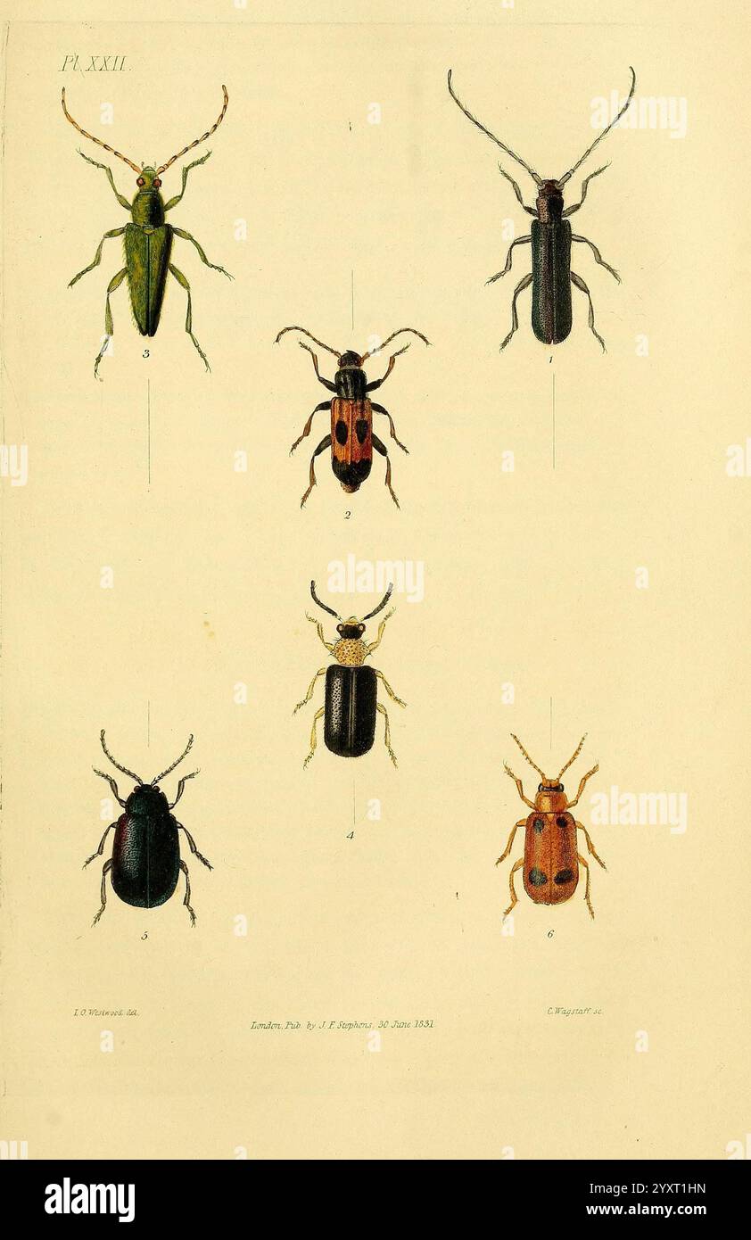 Illustrations of British entomology, London: Printed for the author ...