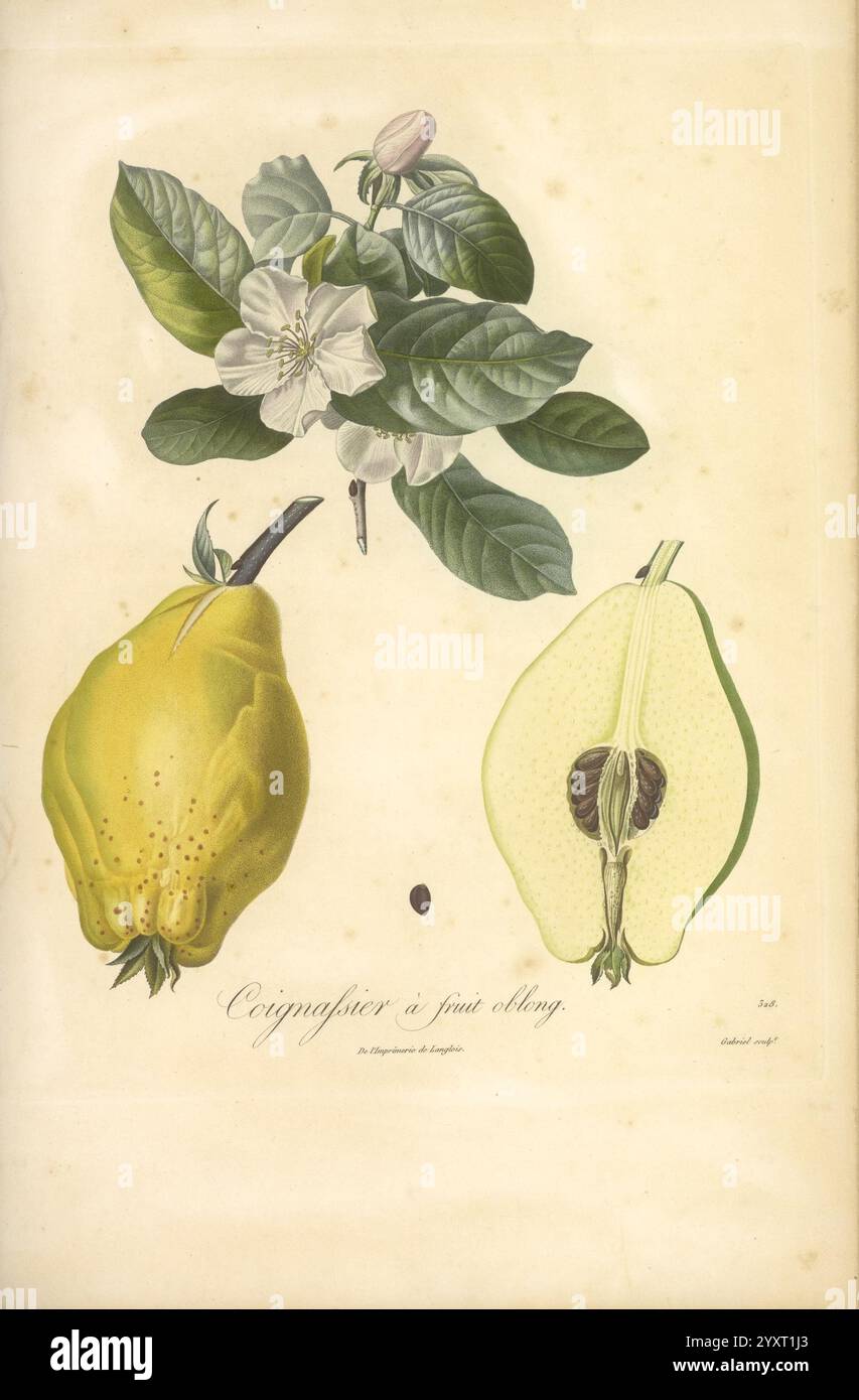 Pomologie française, Paris, Langlois et Leclercq, 1846, Arbres ...