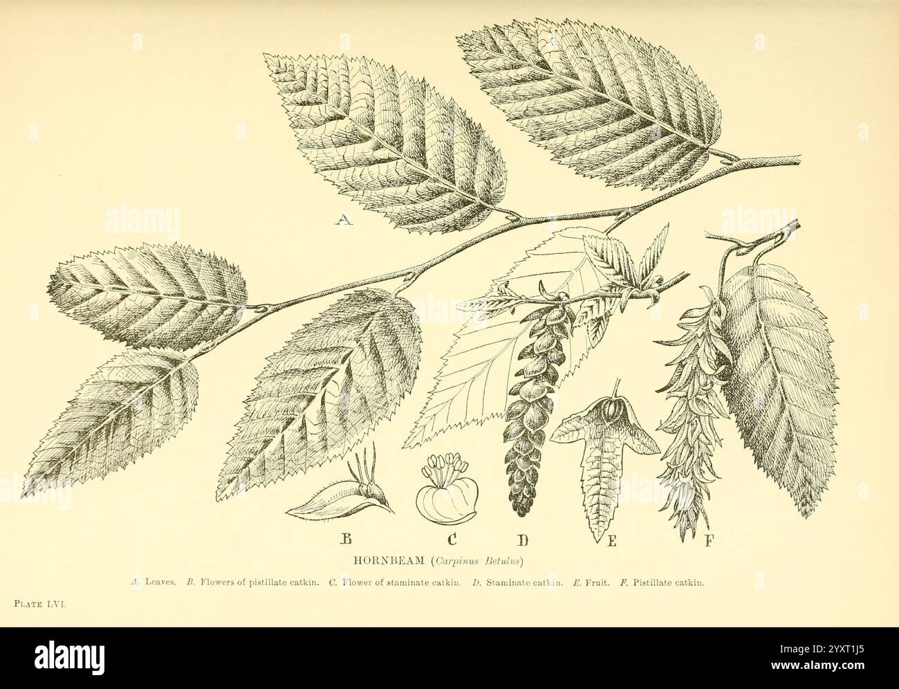Trees and shrubs of the British Isles, London, Dent, 1909, botany ...