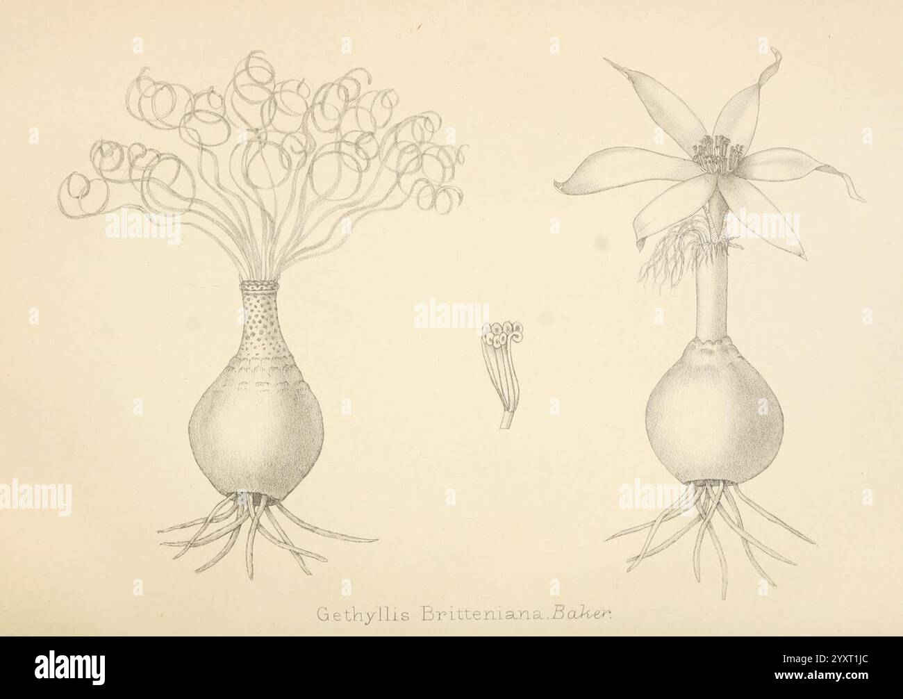 Several bulb structures hi-res stock photography and images - Alamy