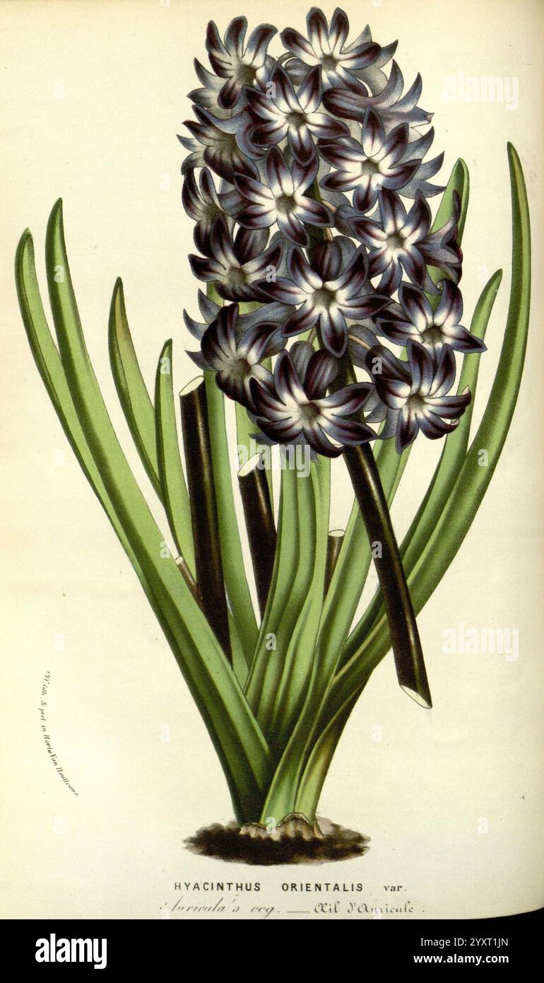 Beautifully illustrated hyacinth plant hi-res stock photography and ...