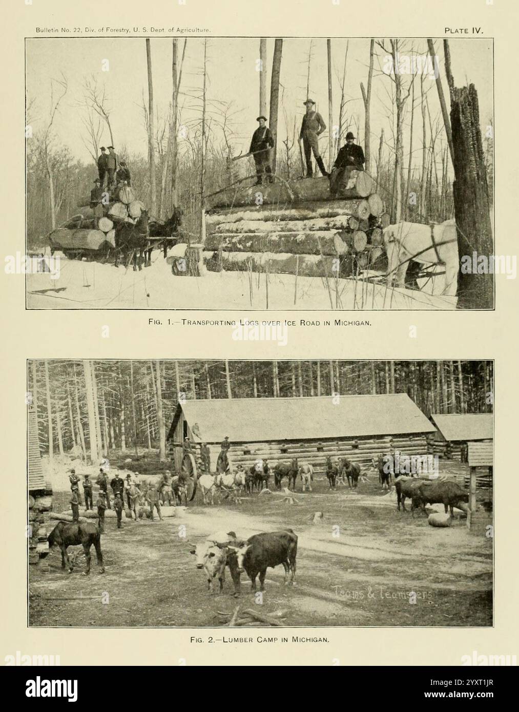 The timber pines of the southern United States, Washington, Govt. Print ...