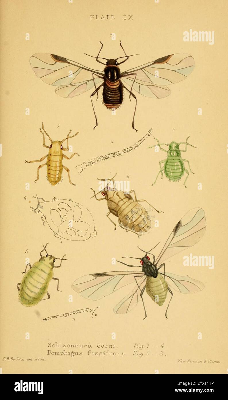 1876 83 aphids hi-res stock photography and images - Alamy