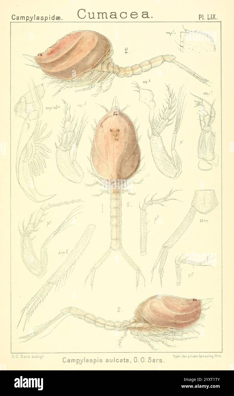 Includes labeled depictions hi-res stock photography and images - Alamy