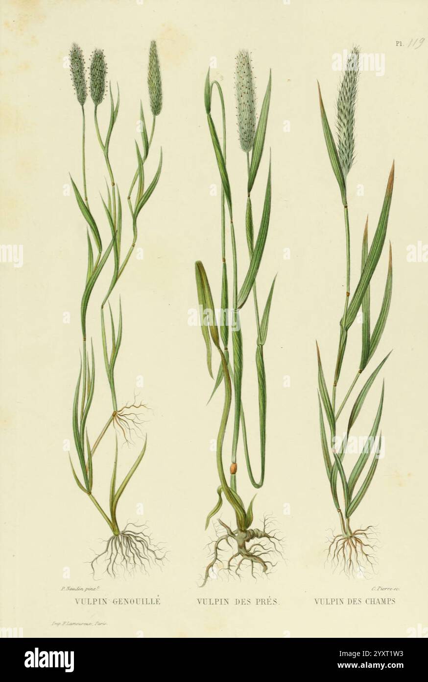 Nouvelle Iconographie Fourragère Atlas Paris P. Asselin 1871 Gramineae ...