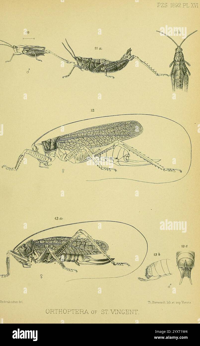 Various orthopteran species hi-res stock photography and images - Alamy