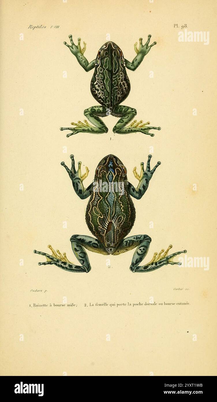 Illustration features two frogs hi-res stock photography and images - Alamy