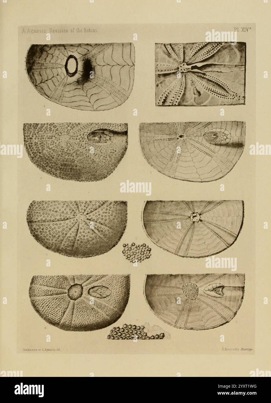Revision of the Echini, Cambridge, University Press, 1872-1874 ...