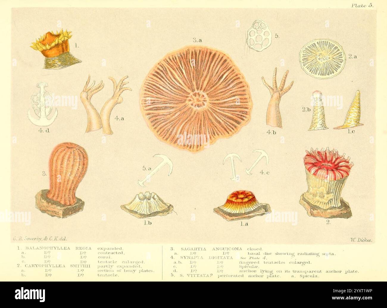 Glaucus, or The wonders of the shore, Cambridge, Macmillan and Co, 1859 ...