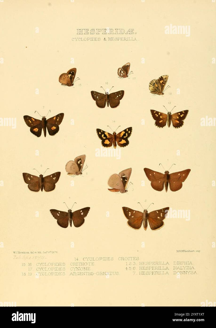 Diversity within lepidoptera species hi-res stock photography and ...