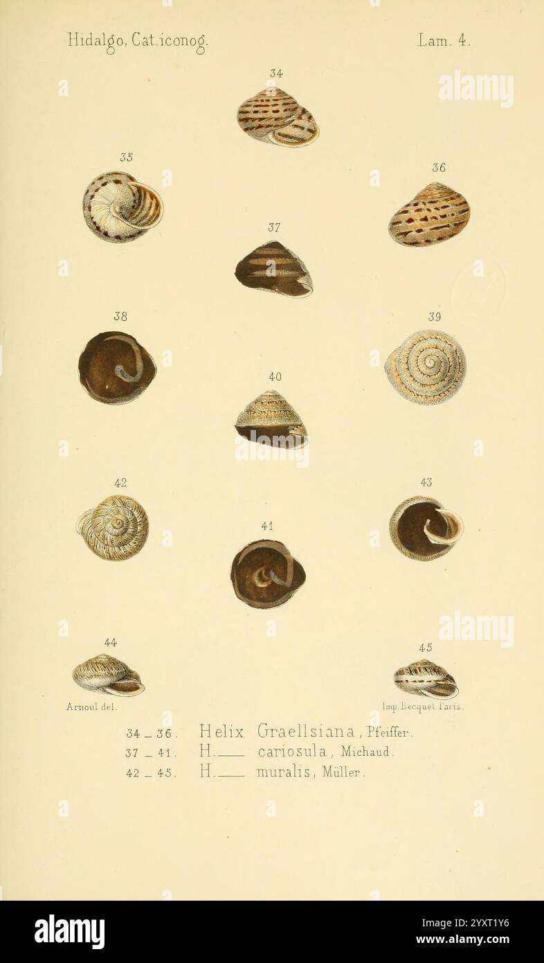 Arrangement highlights diverse forms hi-res stock photography and ...