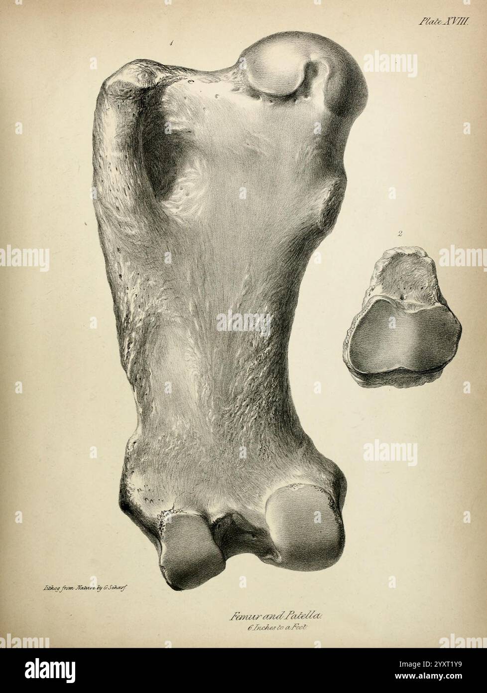 Understanding musculoskeletal anatomy hi-res stock photography and ...