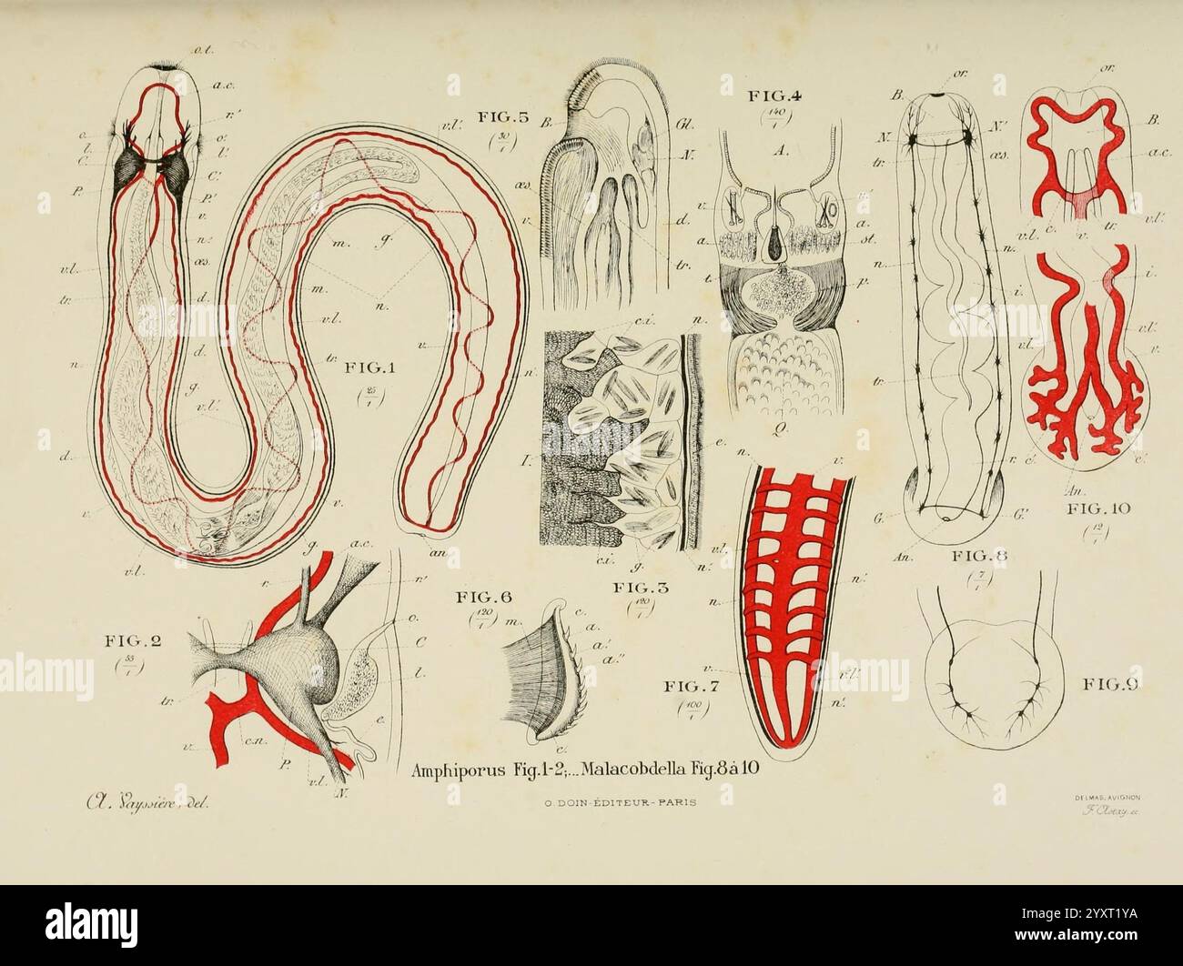 Specific anatomical components hi-res stock photography and images - Alamy