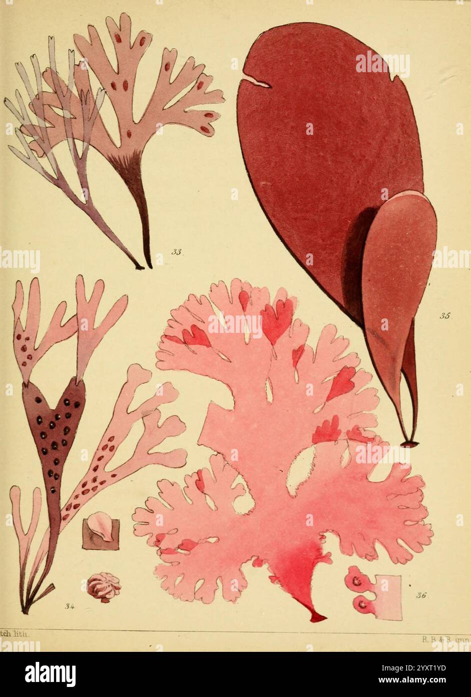 A popular history of British sea-weeds, London, Reeve and Benham, 1851 ...