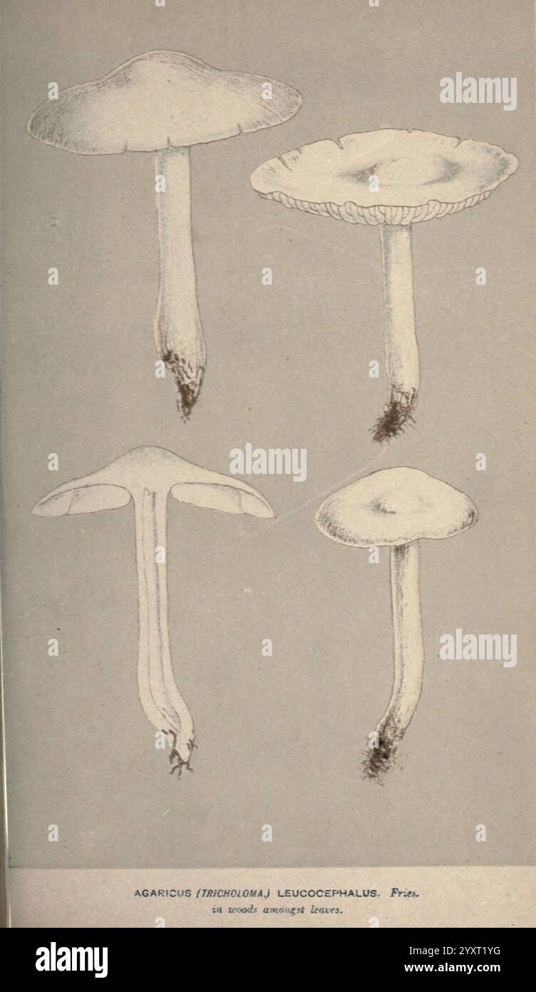 Illustrations of British Fungi (Hymenomycetes), to serve as an atlas to ...