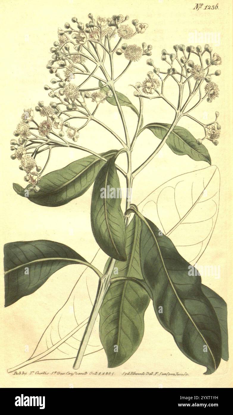 Curtis's Botanical Magazine London New York Botanical Illustration ...