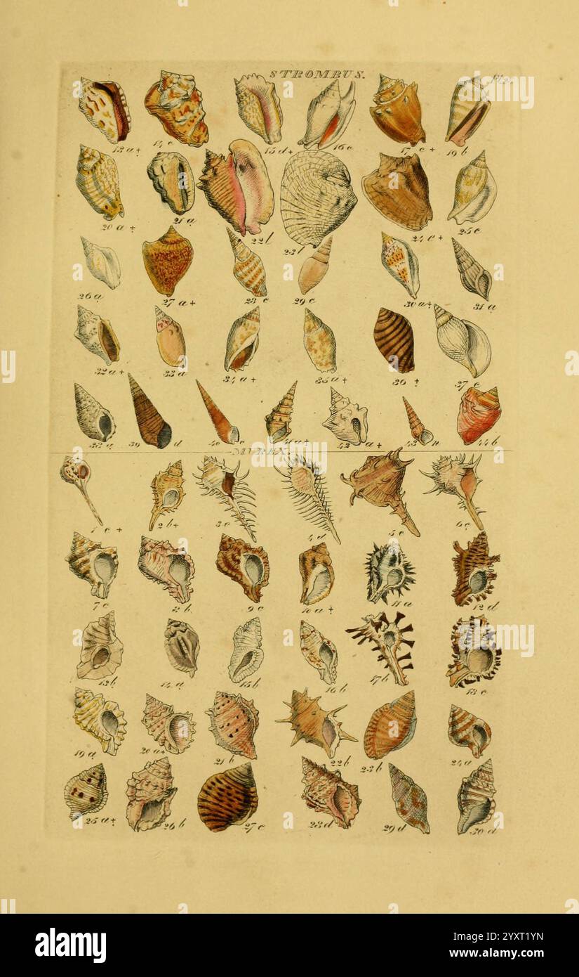 Includes various shapes hi-res stock photography and images - Alamy