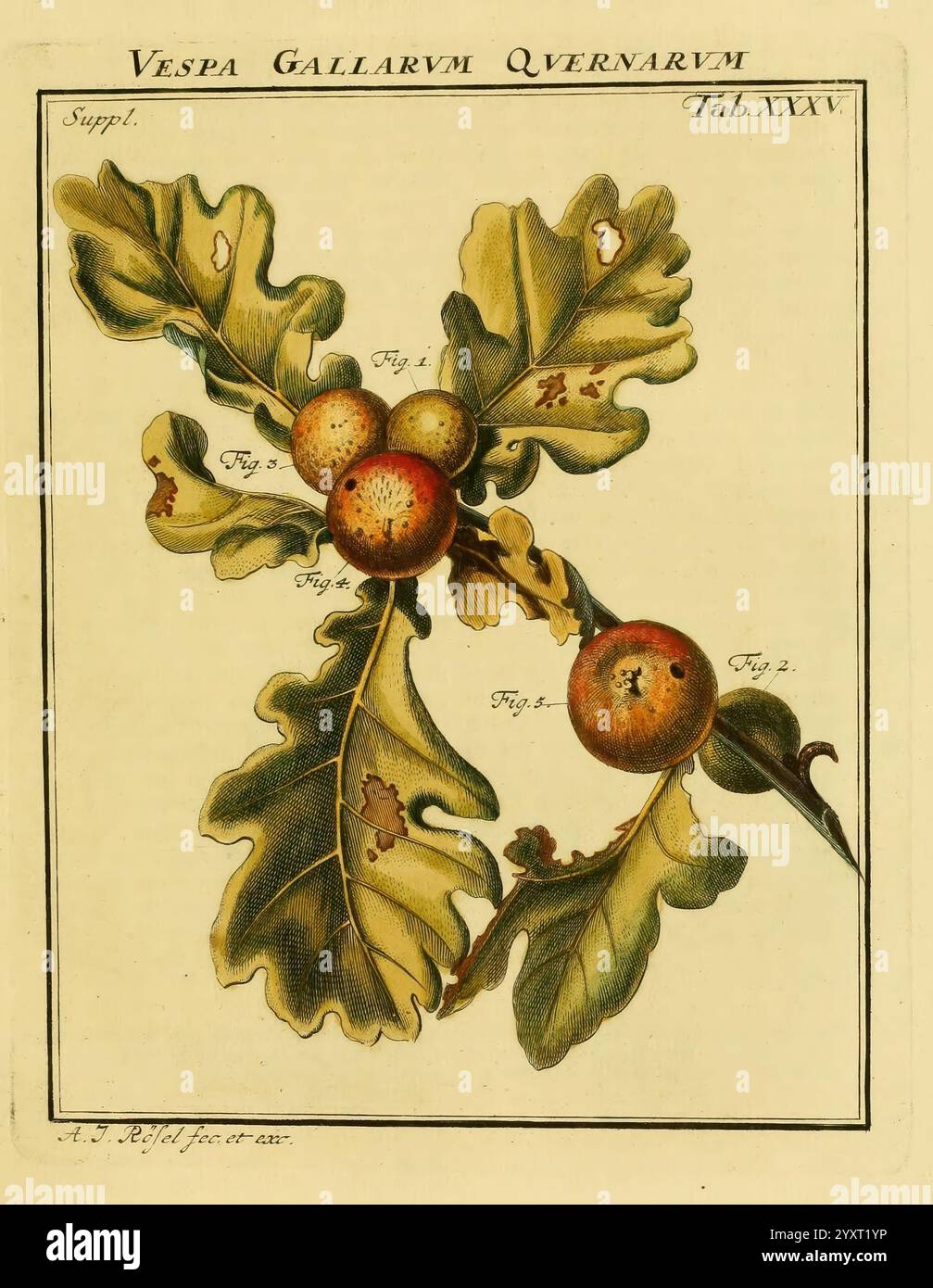 Two distinct acorn shapes hi-res stock photography and images - Alamy