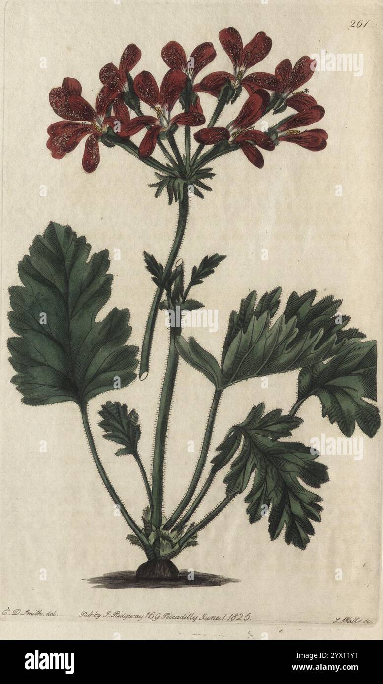 Geraniaceae, London, Printed for James Ridgway, Piccadilly, 1820-1830 ...
