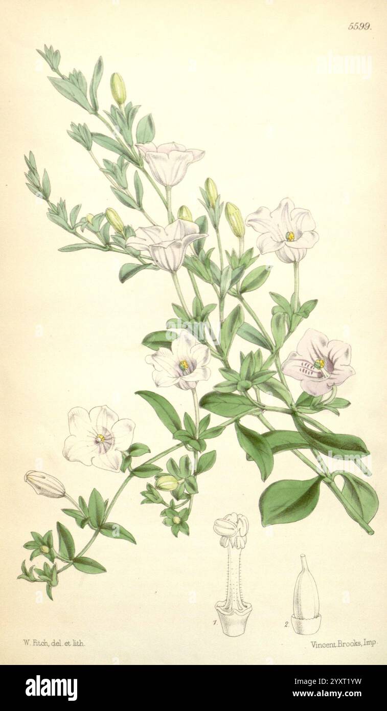 Plants structural components hi-res stock photography and images - Alamy