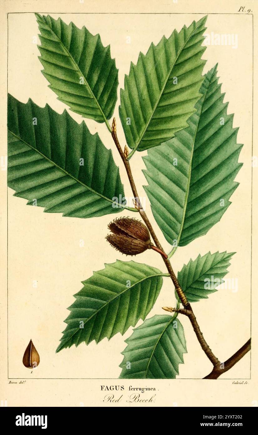 1812 13 north america trees fagus grandifolia fagus ferruginea r hi-res ...