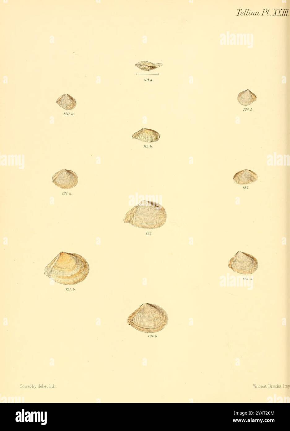 Conchologia Iconica, or Illustrations of the Shells of Molluscous ...
