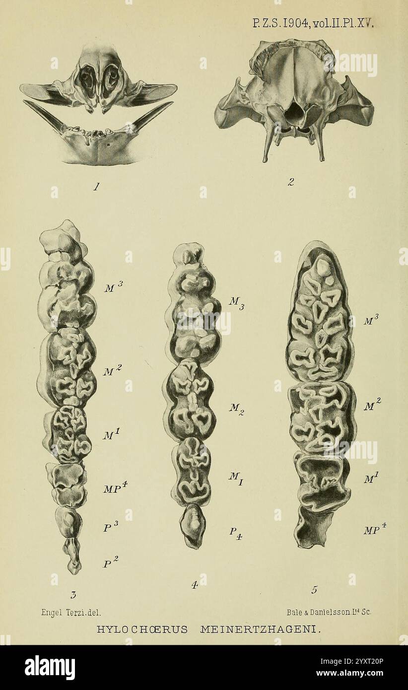 Understanding vertebral morphology hi-res stock photography and images ...