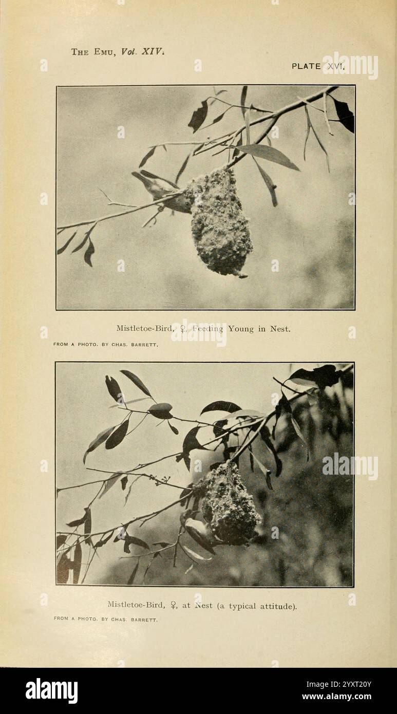 Adult mistletoe bird hi-res stock photography and images - Alamy