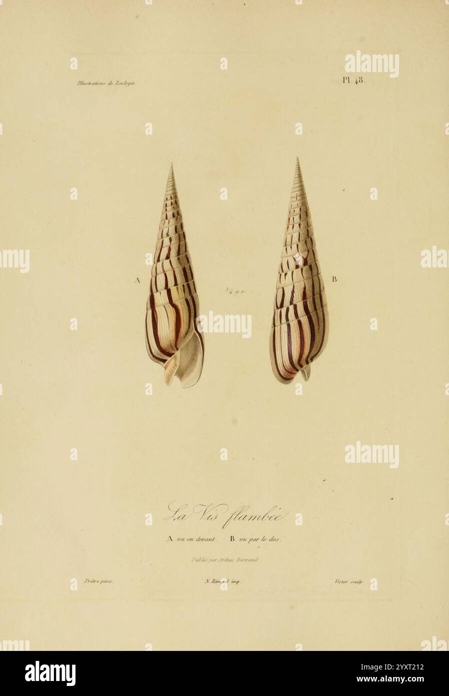 Spiral shells labeled hi-res stock photography and images - Alamy