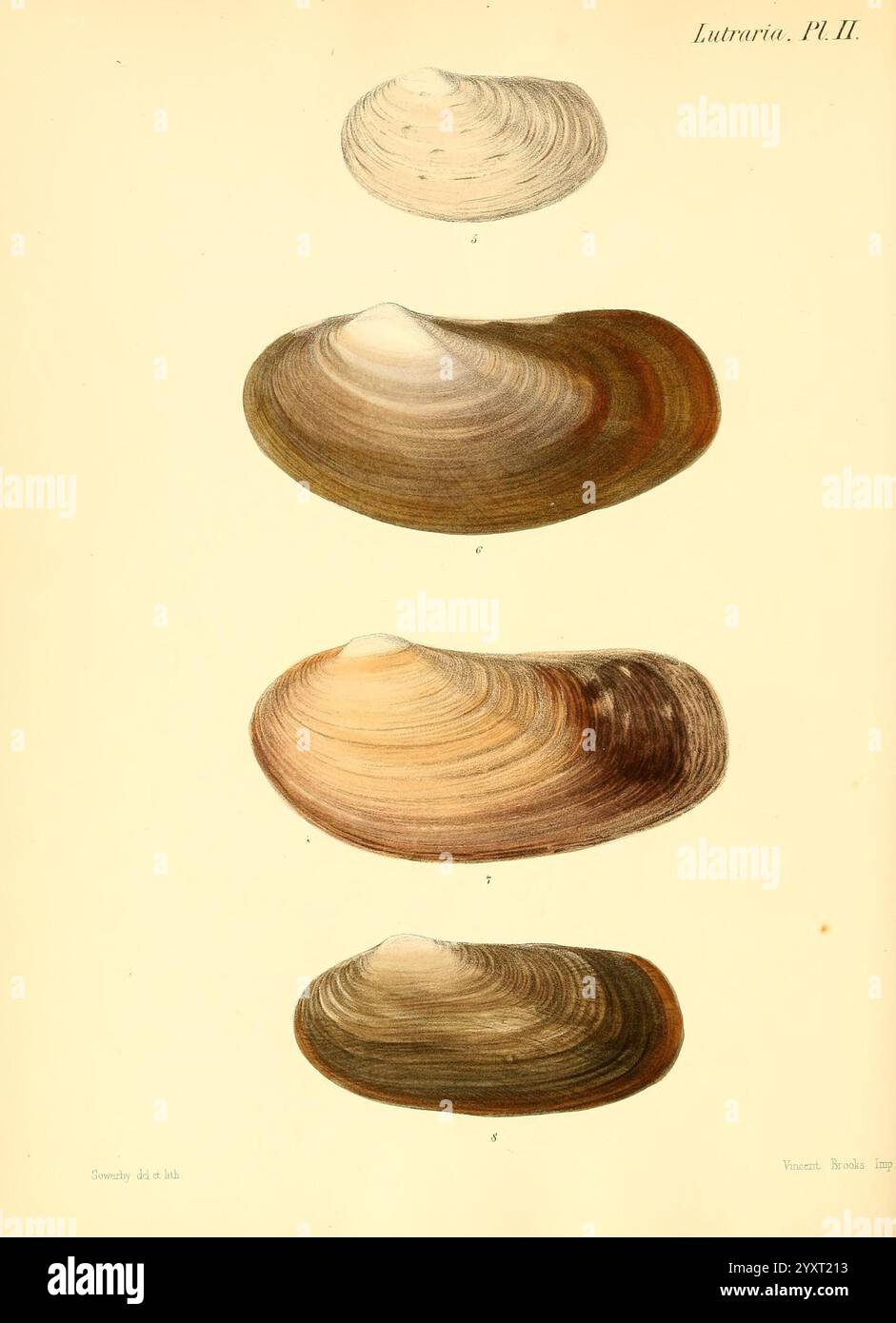 Succeeding shells hi-res stock photography and images - Alamy