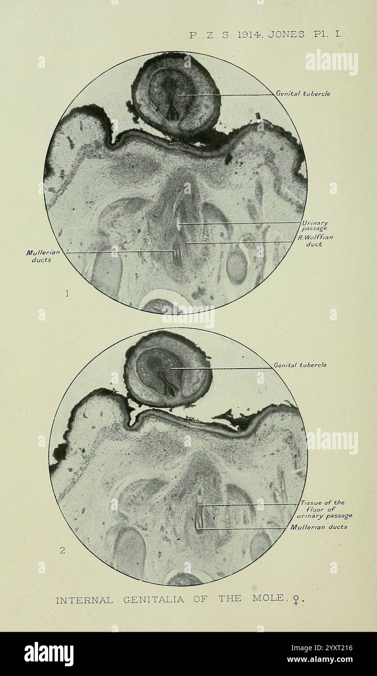 Proceedings of the Zoological Society of London, London, Academic Press ...