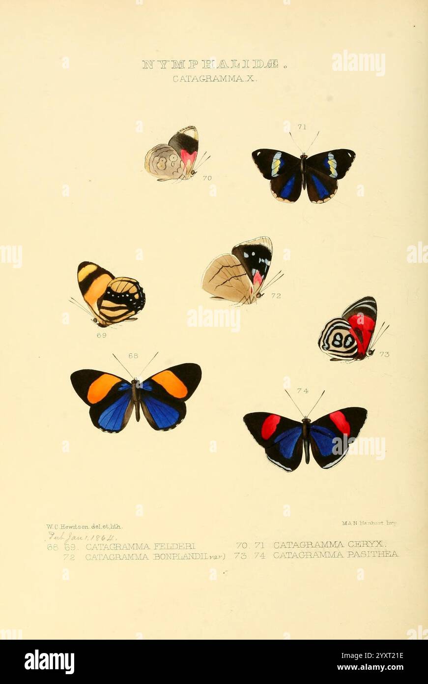 Callicore felderi hi-res stock photography and images - Alamy