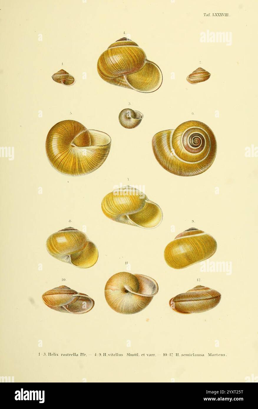 Molluscan shell morphology hi-res stock photography and images - Alamy