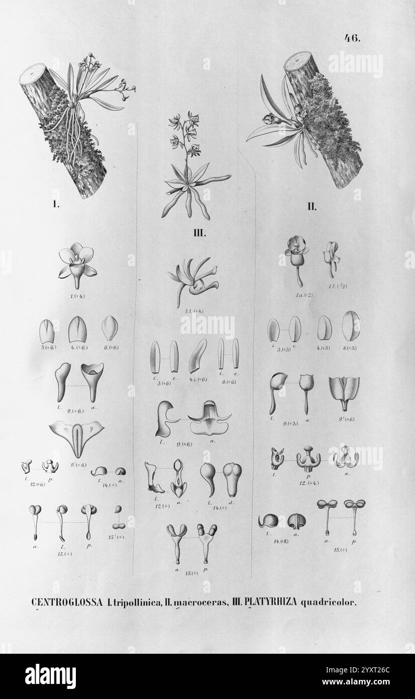 Labeled diagrams showcase Black and White Stock Photos & Images - Alamy