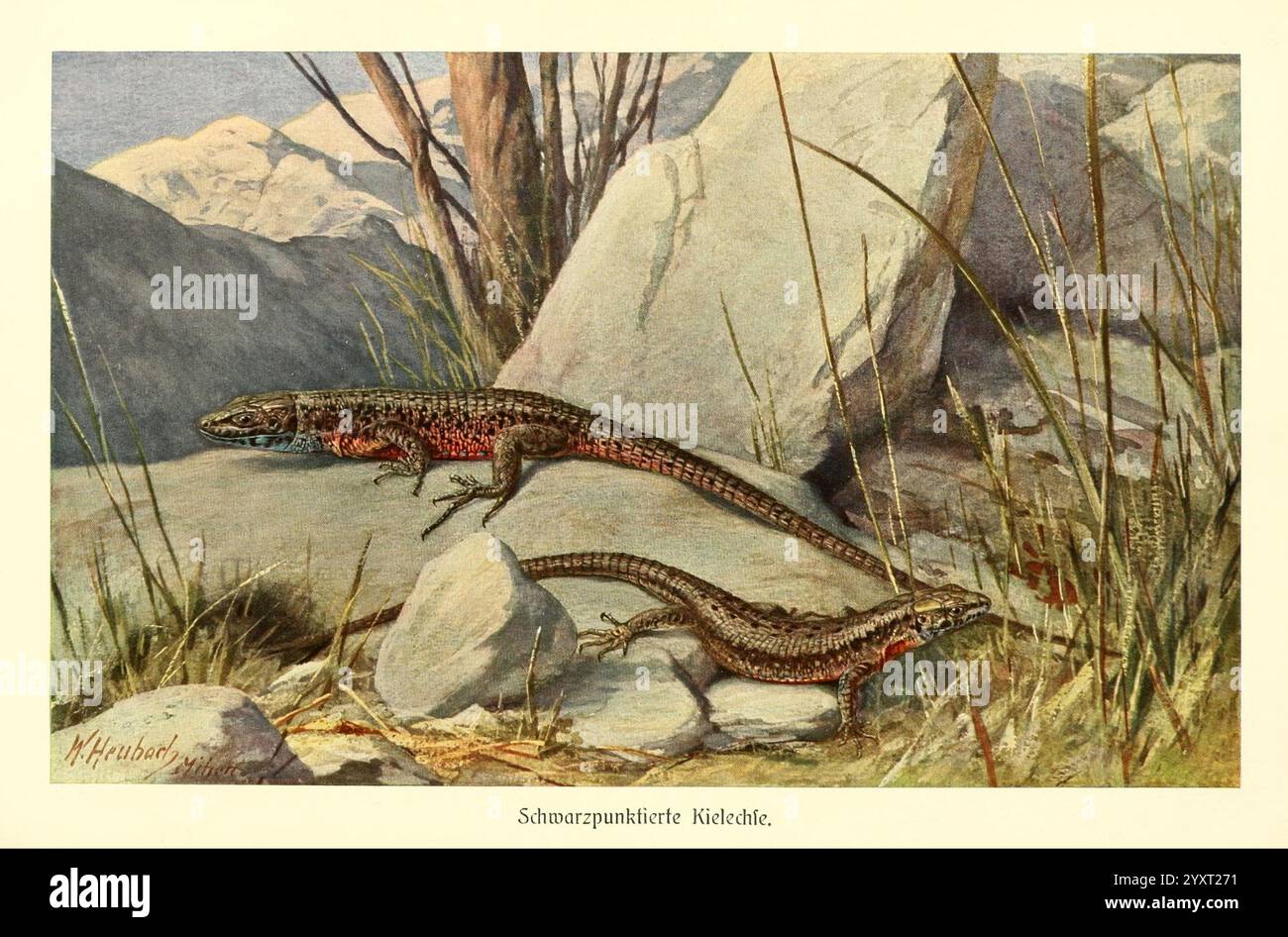 Animal displays unique markings hi-res stock photography and images - Alamy