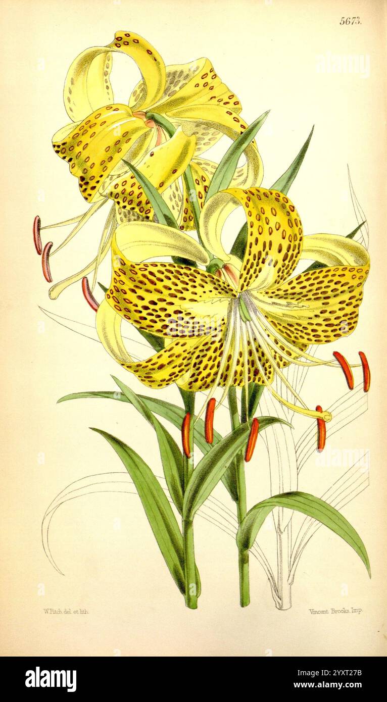 Curtis's Botanical Magazine, London, New York, botanical illustration ...