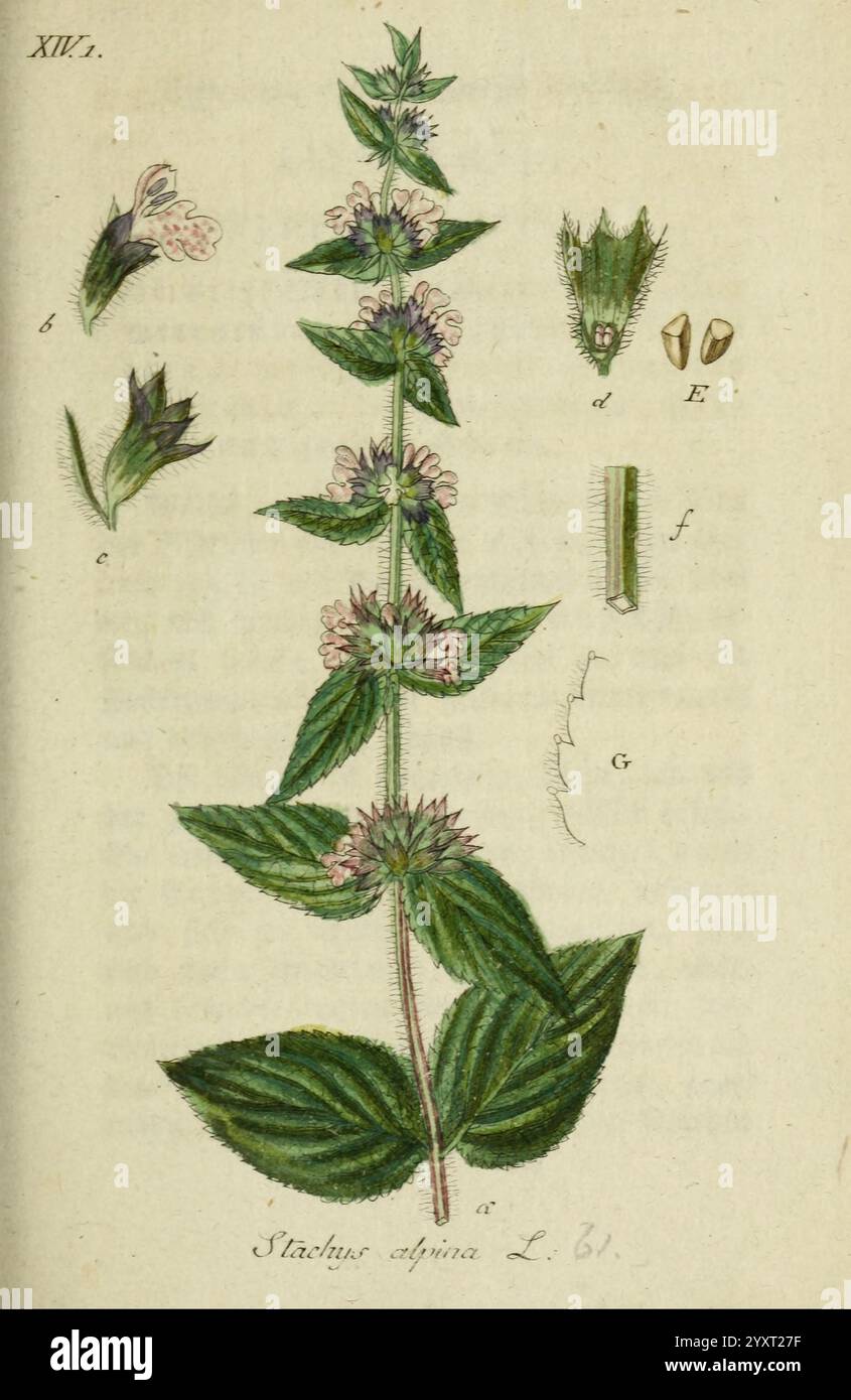 Botanical illustration showcases stachys alpina hi-res stock ...