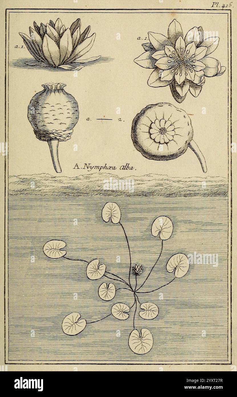 Specifically nymphaea alba hi-res stock photography and images - Alamy