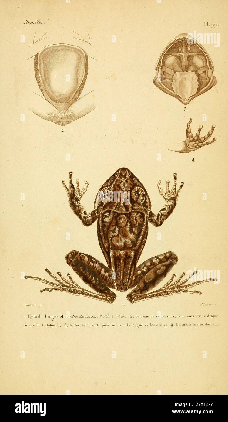 Frogs biological features hi-res stock photography and images - Alamy