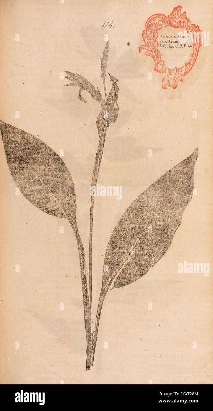 Flora Berolinensis, Berlin, Die Schule, 1757-1758, Cannabis indica ...