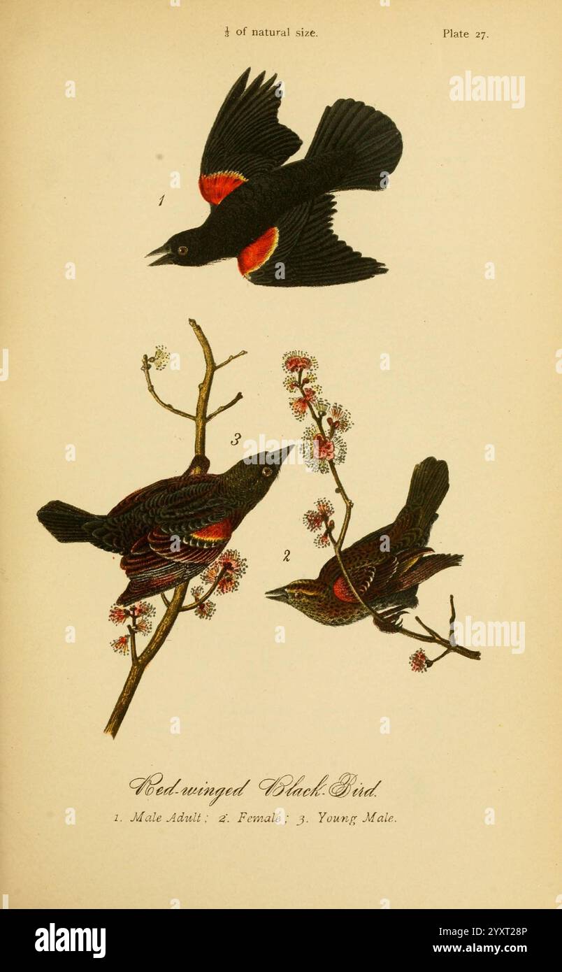 Transitional markings hi-res stock photography and images - Alamy