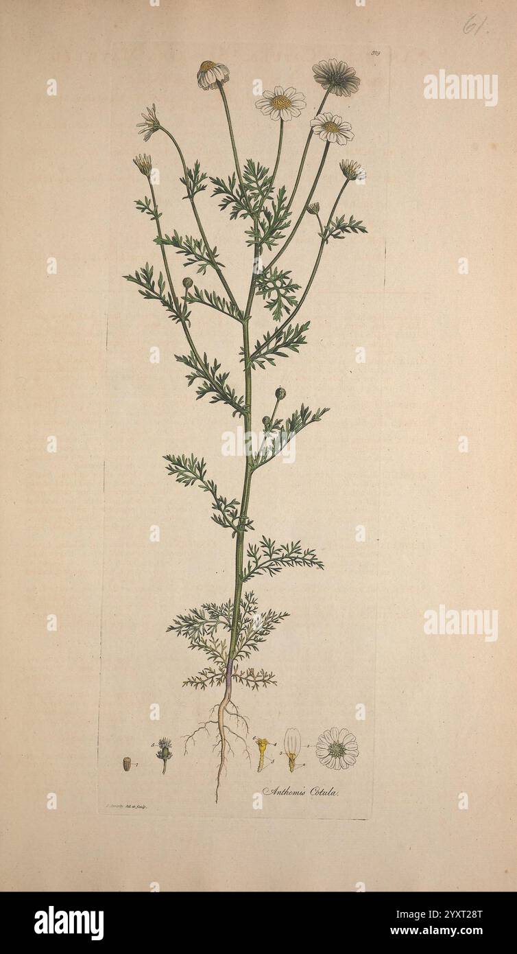 Flora Londinensis, or Plates and descriptions of such plants as grow ...