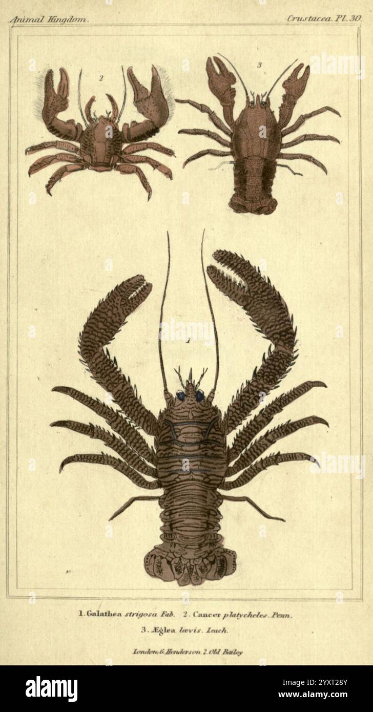 The animal kingdom, arranged according to its organization, London, G ...