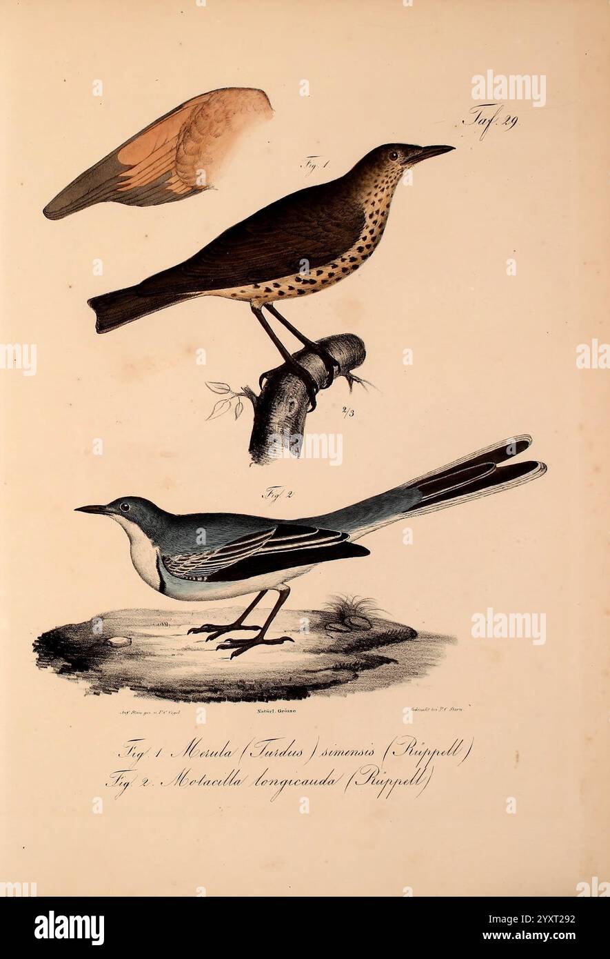 Vibrant bluebird displays hi-res stock photography and images - Alamy