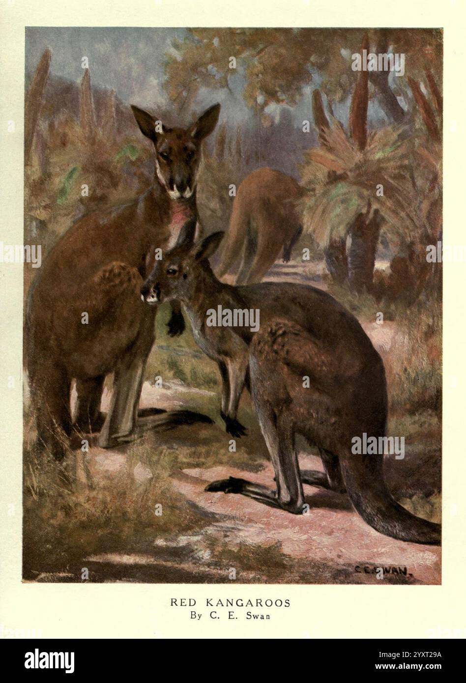 Scene depicts two red kangaroos hi-res stock photography and images - Alamy