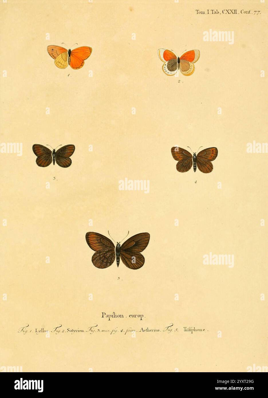 Lower two butterflies feature hi-res stock photography and images - Alamy