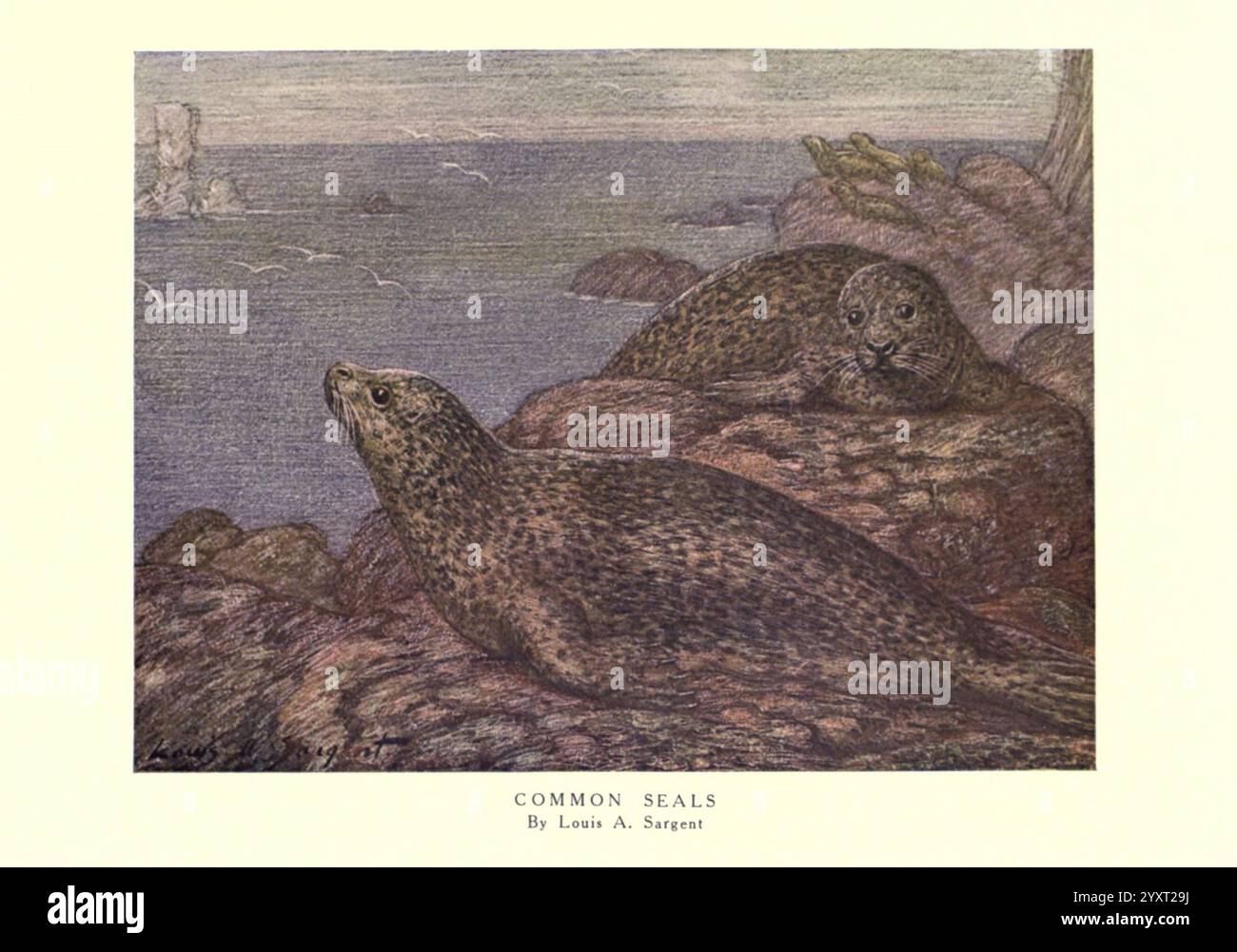 The wild beasts of the world London, [1909?], harbor seal, zoology ...