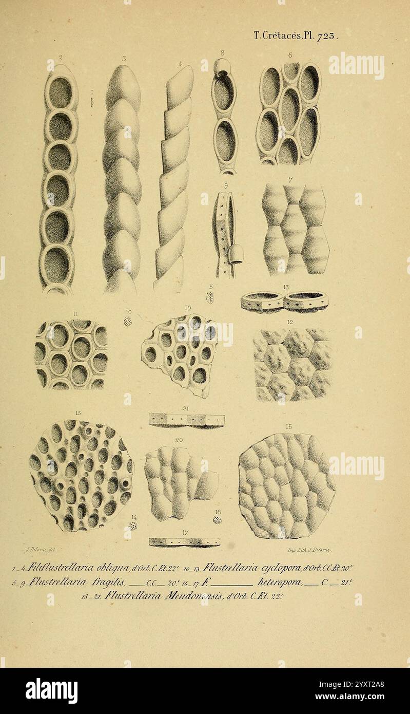 Paléontologie française, Paris, Chez l'auteur, 1840-1894, France ...